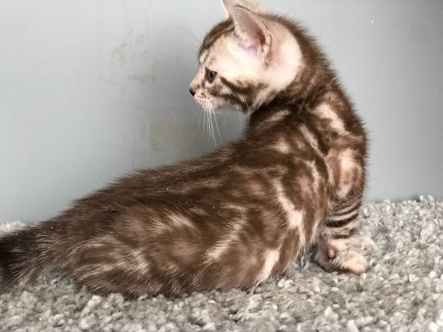 Бенгальские снежные мальчики