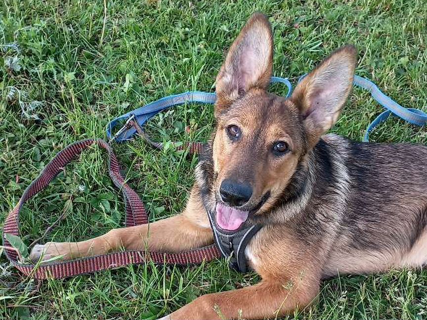 Щенок 10 месяцев девочка