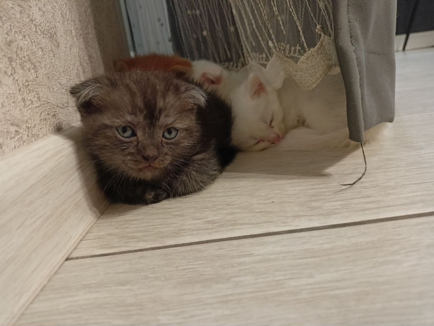Котята вислоухие
