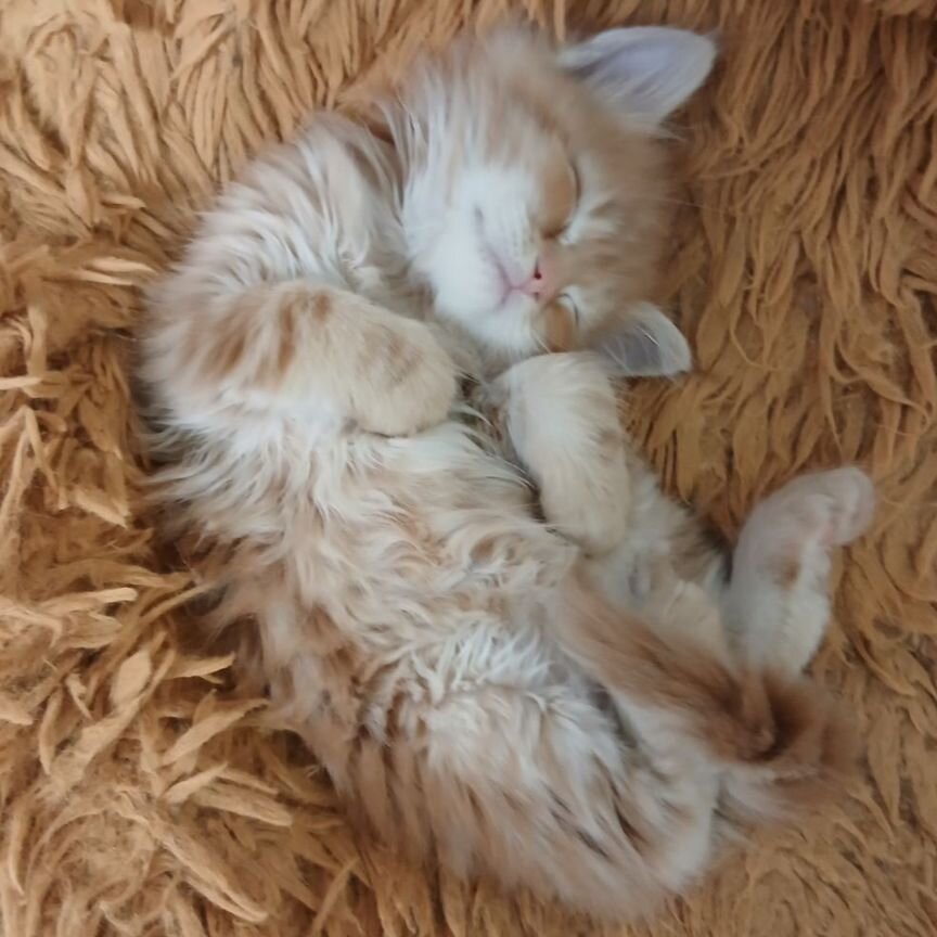 Мейн-кун котёнок