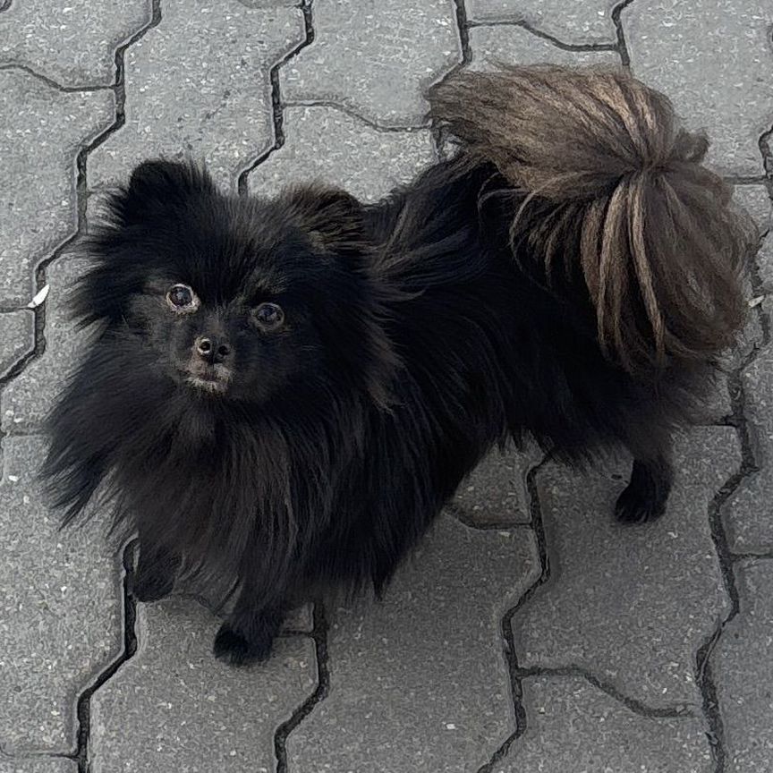 Померанский шпиц, щенок