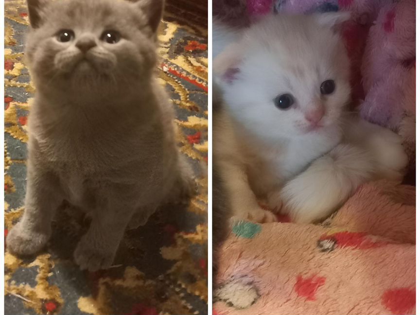 Шотландские котята