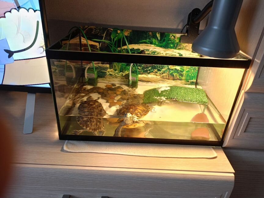 Красноухие черепахи с аквариумом