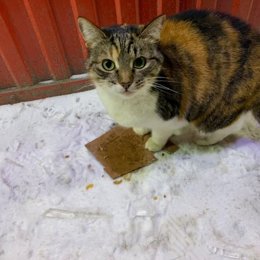 Замерзает кошечка