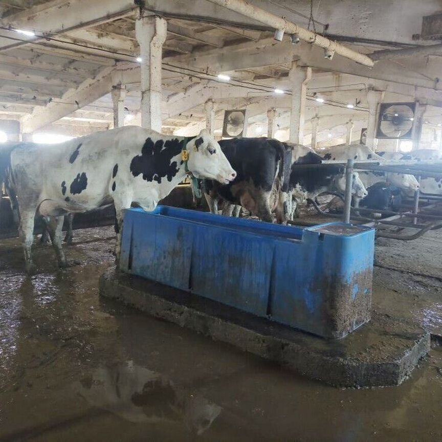 Поилка для коров с подогревом