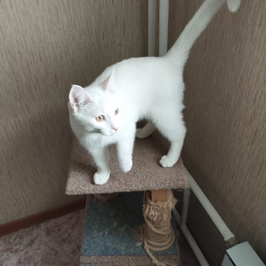 Котик в добрые руки