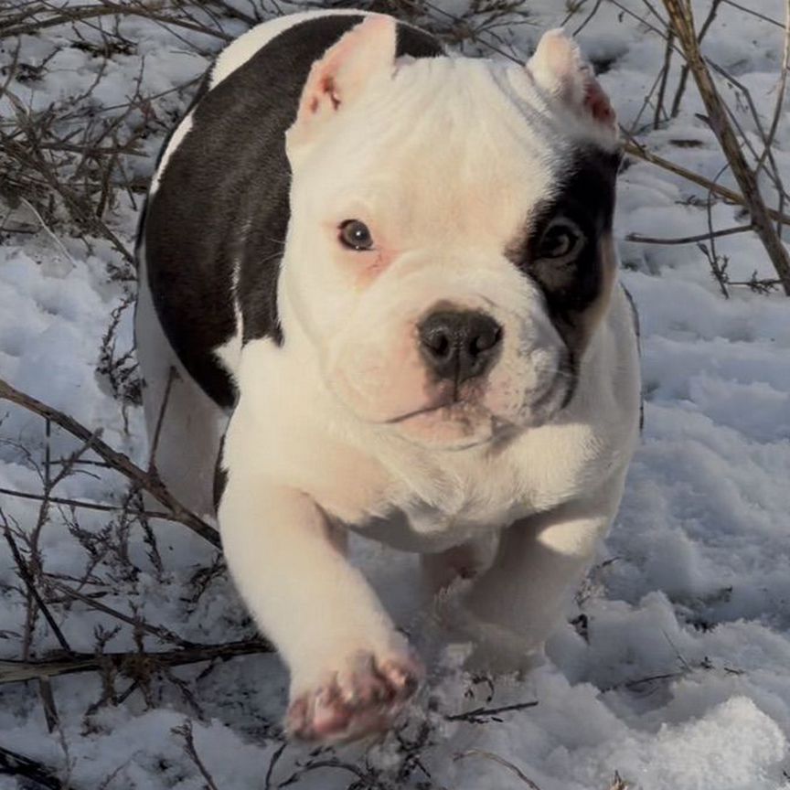 Американский булли, щенок