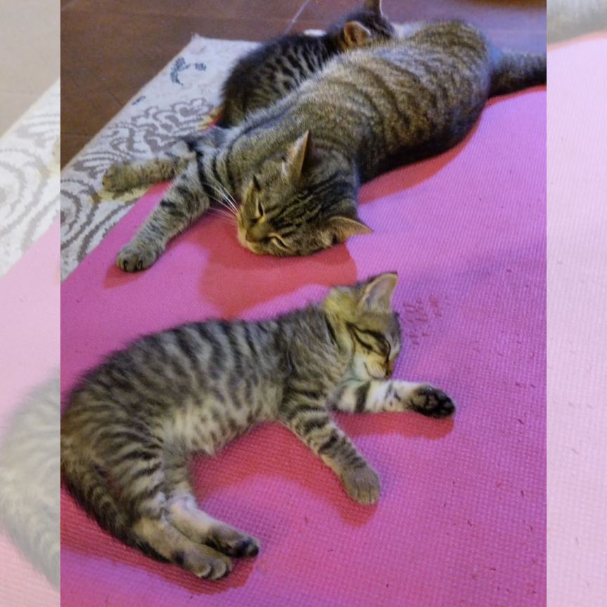 Котята в добрые руки