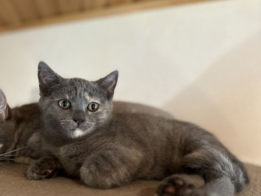 Котенок от домашней кошки