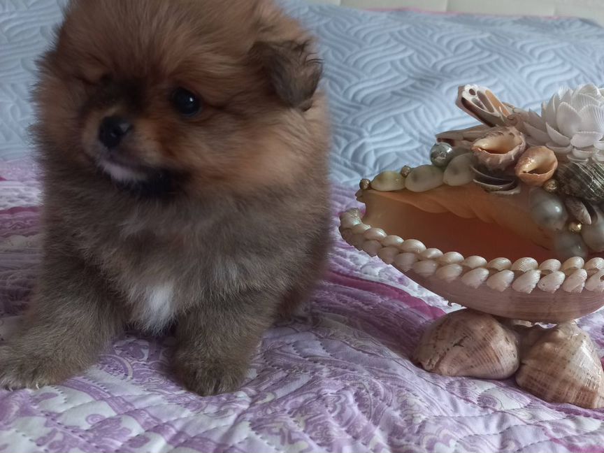 Померанский шпиц мини