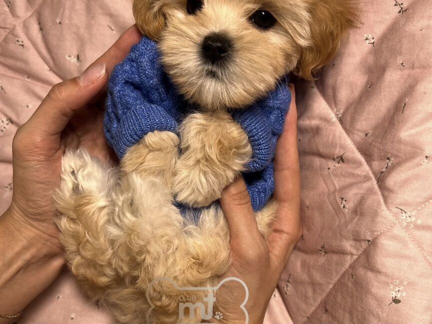 Мальтипу f1 мини