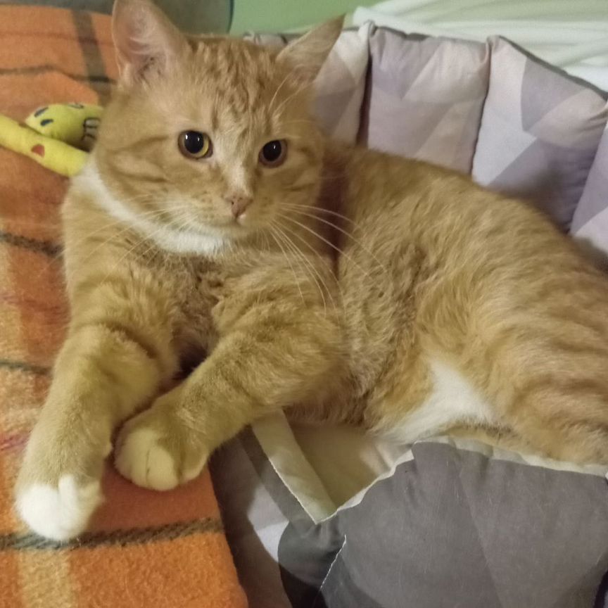 Взрослый кот в добрые руки