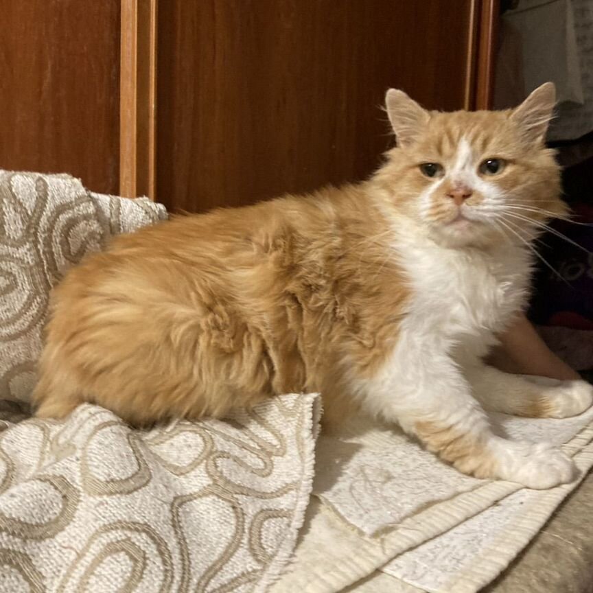 Взрослый кот в добрые руки