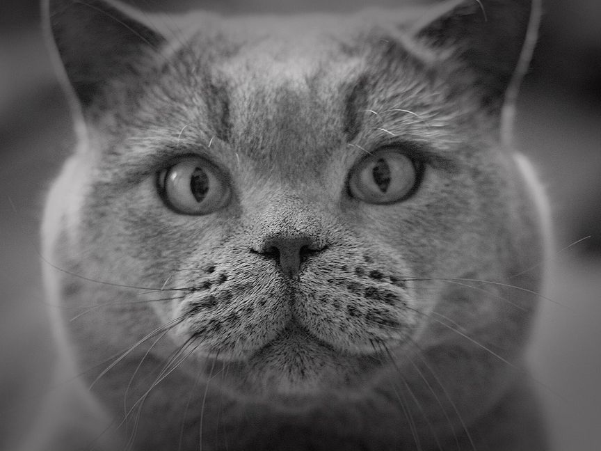 Вязка с котом (Британец Голубой)