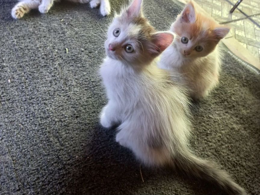 Котята в добрые руки бесплатно