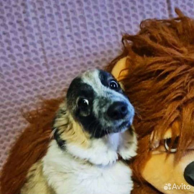 Маленький Фунтик