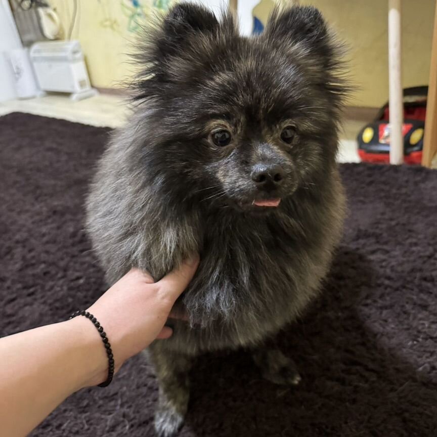 Найдена собака шпиц