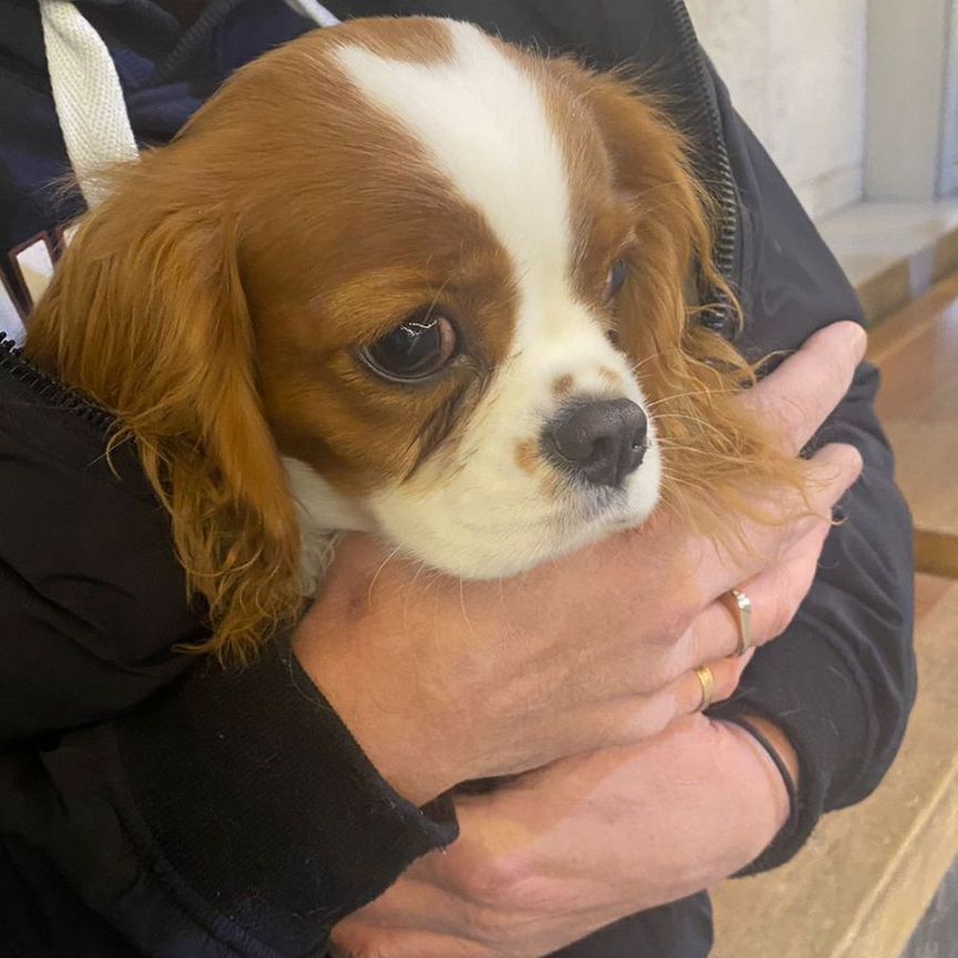 Кавалер кинг-чарльз-спаниель, вязка