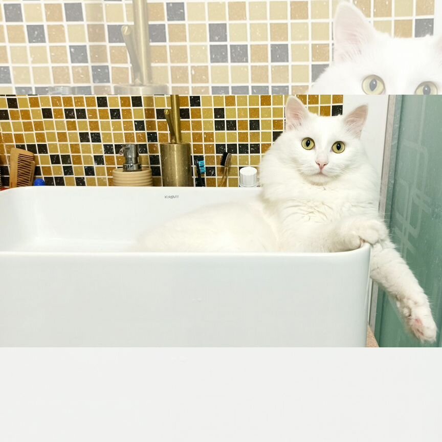 Молодой кот ждёт кошку