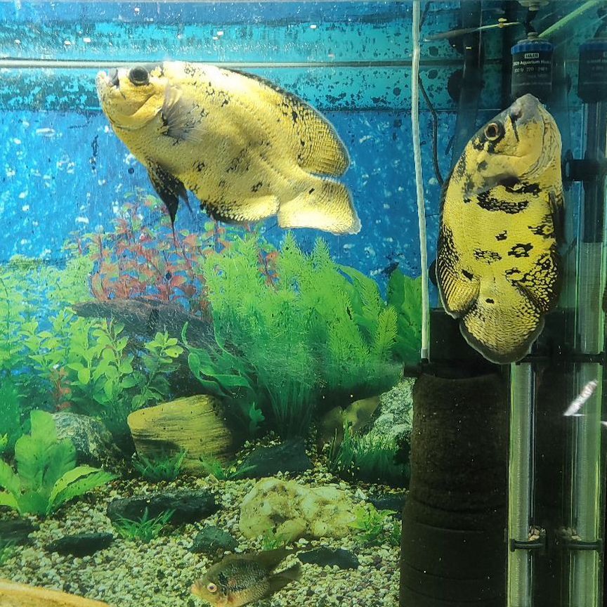 Аквариумные рыбки