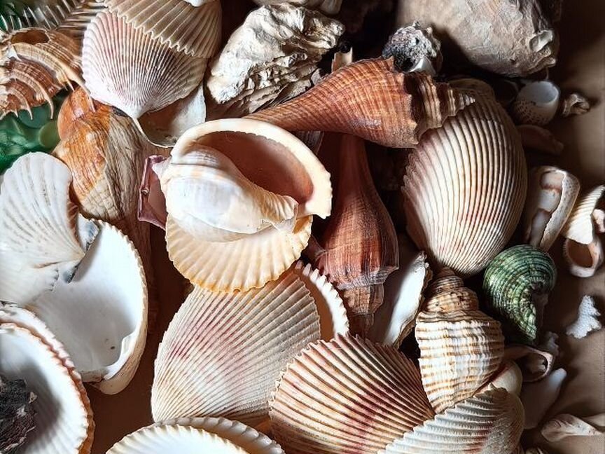 Морские ракушки, раковины, коралл