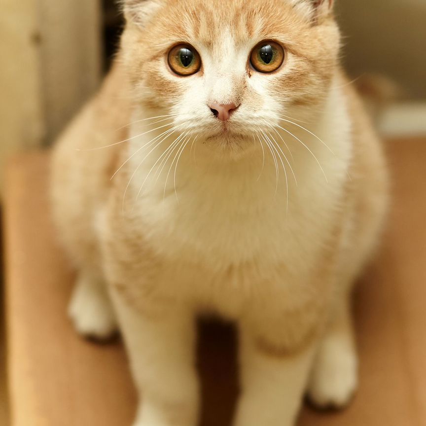 Котенок 5 месяцев в добрые руки