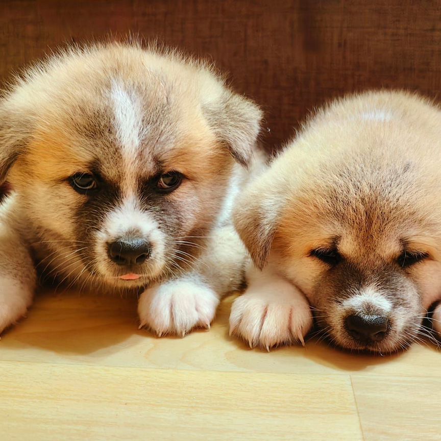 Щенки акита ину