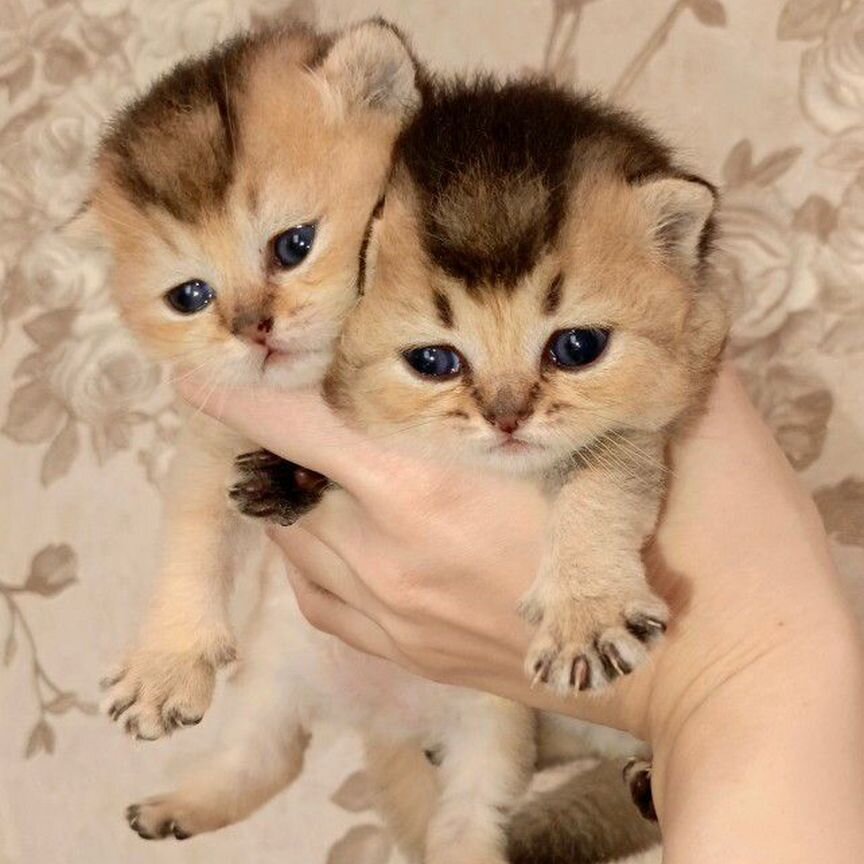 Шотландскин золотые очаровашки