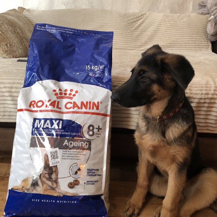 Royal Canin Maxi Ageing 8 
