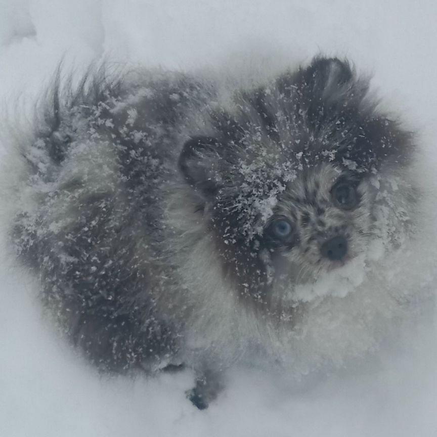 Померанский шпиц медвежьего типа