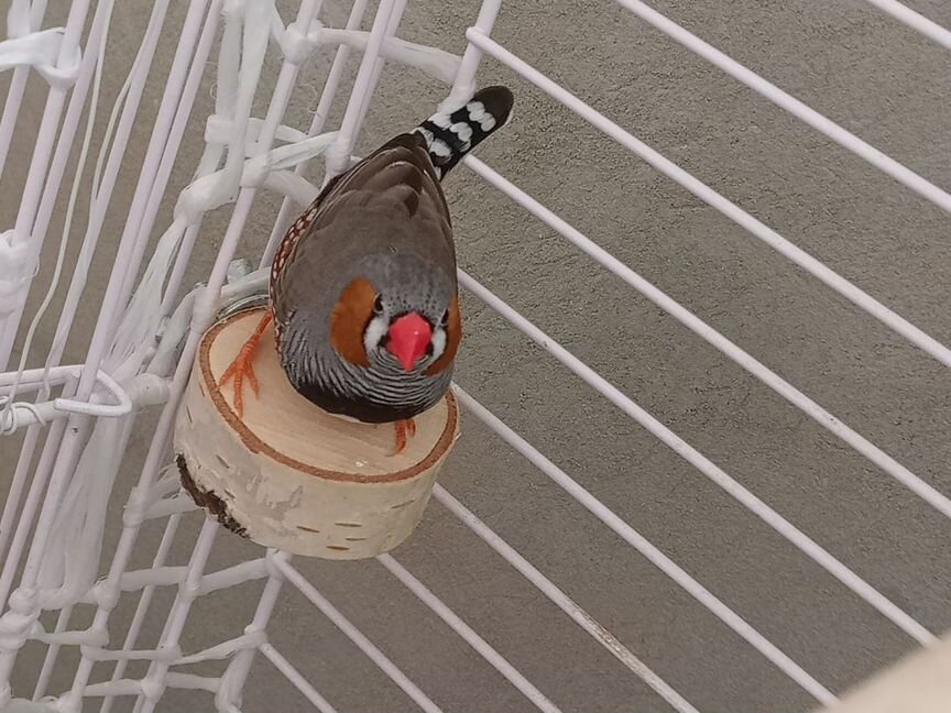 Зебровый амадин (мальчик)