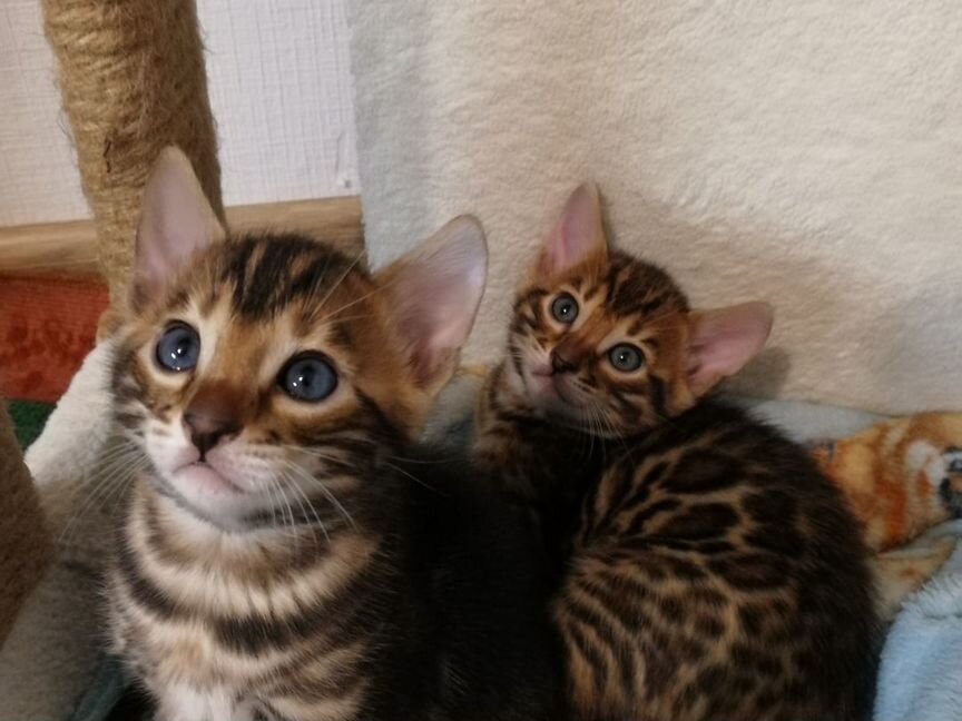 Бенгальские котята