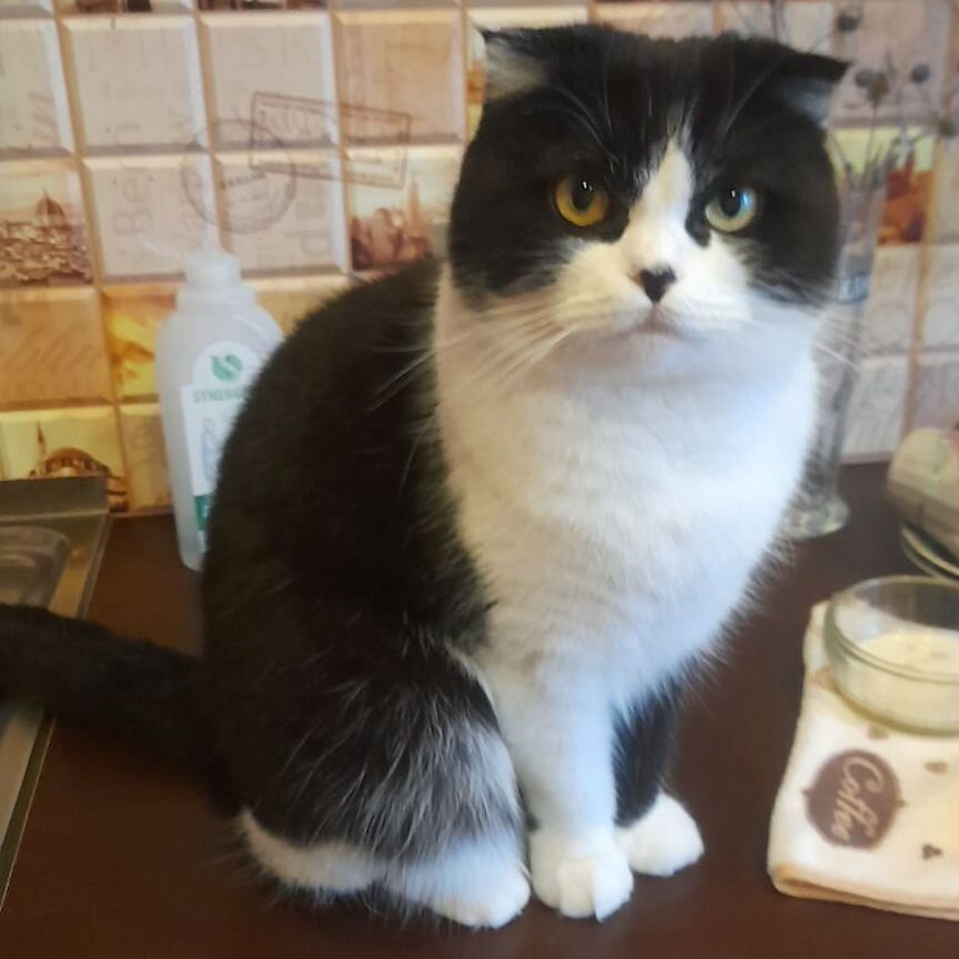 Британская