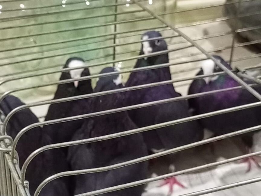 Курские голуби