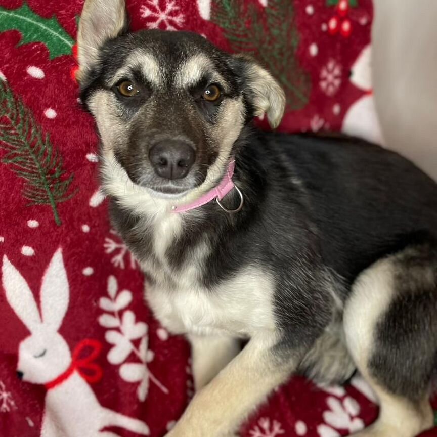 Милашка Мисси ищет семью