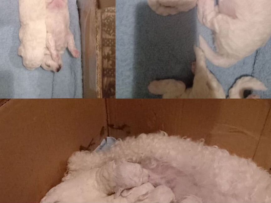 Щенки бишон фризе