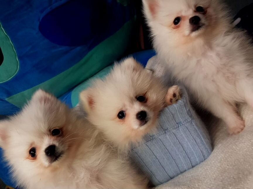 Щенки померанского шпица