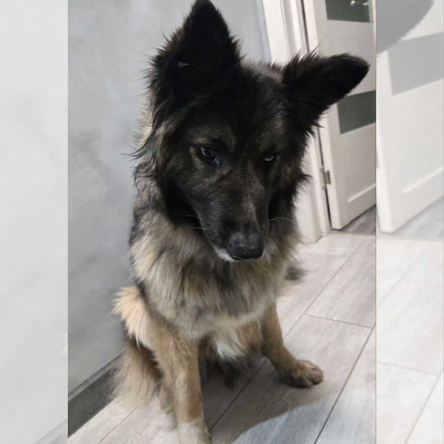 Взрослая собака в добрые руки