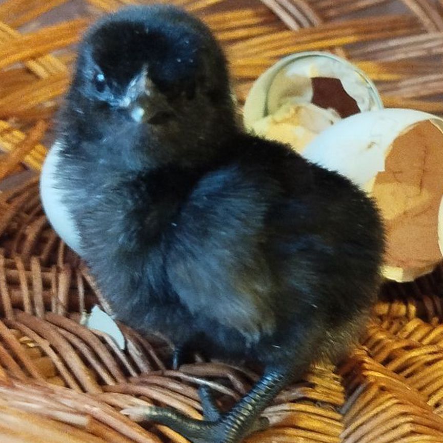 Цыплята ухейлюль, амераукано, несушки