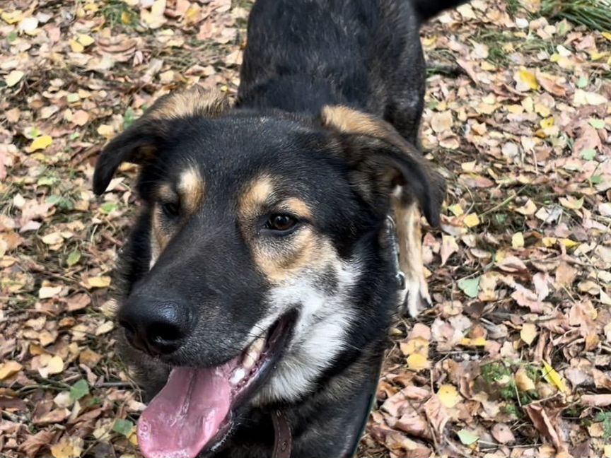 Крупный подросток-дворянин ищет семью