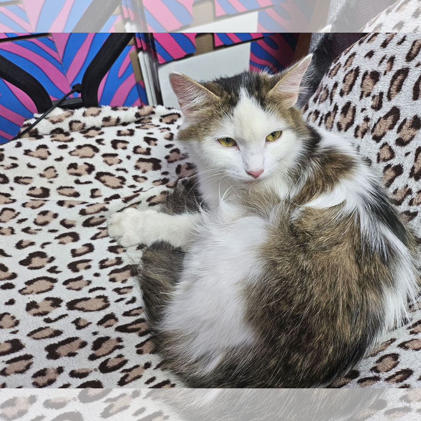 Взрослая, кошка в добрые руки