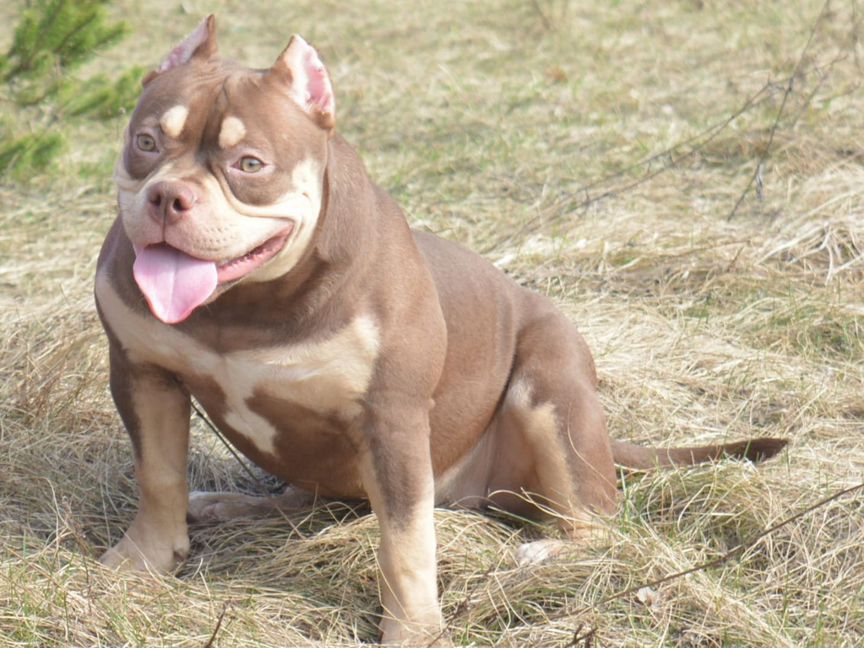 Ам. булли(покет)