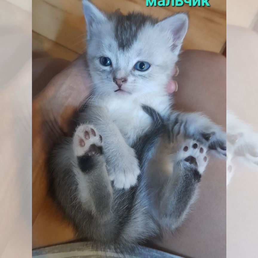 Шотландский прямоухий длинношёрстный котёнок
