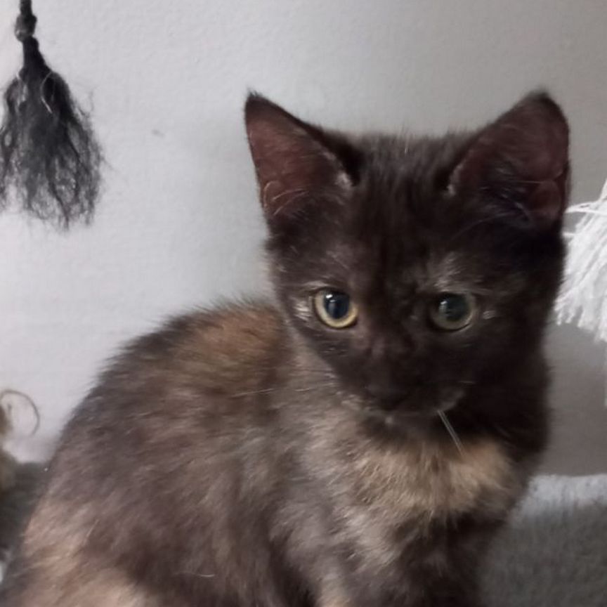 Котята 2месяца