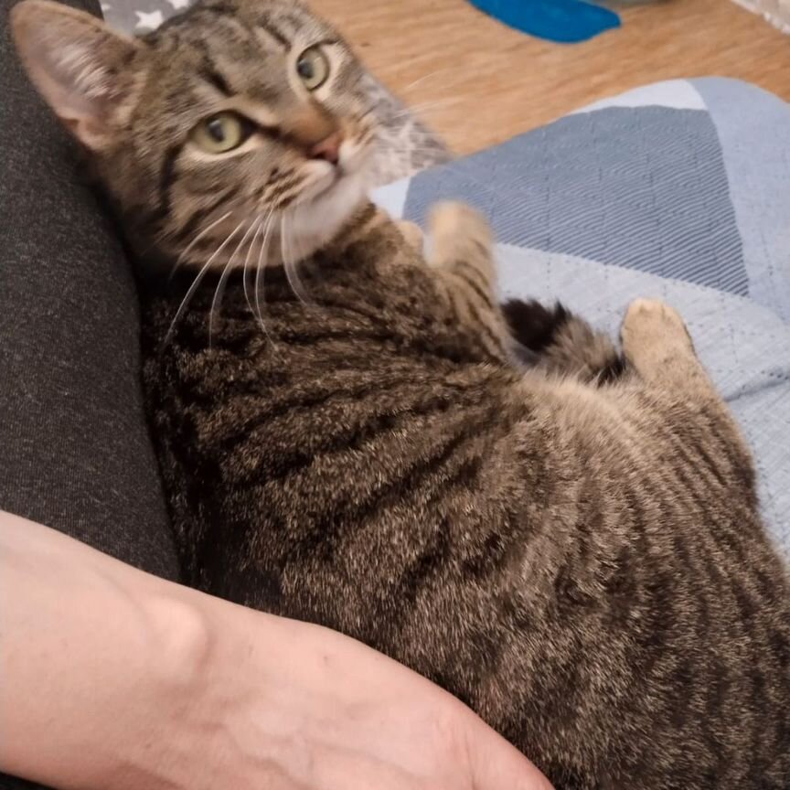 Кошечка в добрые руки