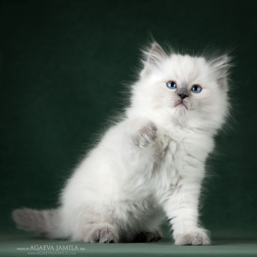 Котята рэгдолл