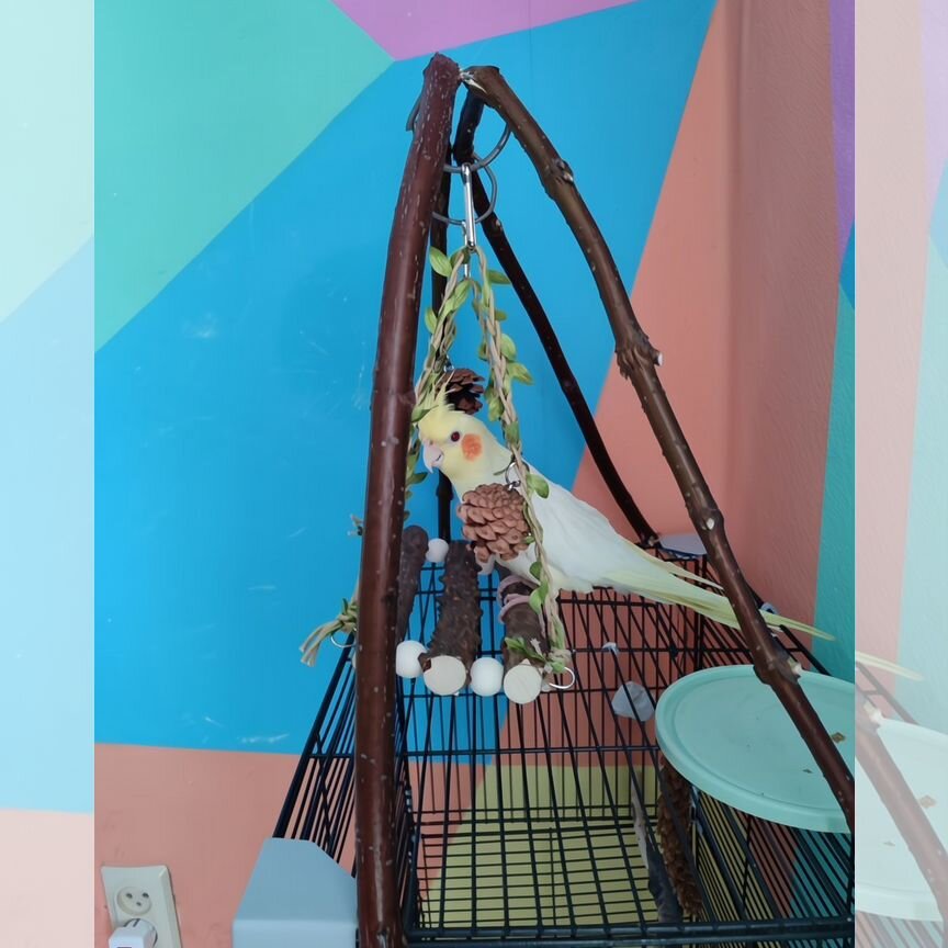 Попугай корелла мальчик