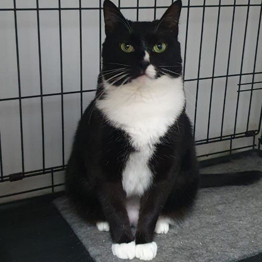 Кошка Марта