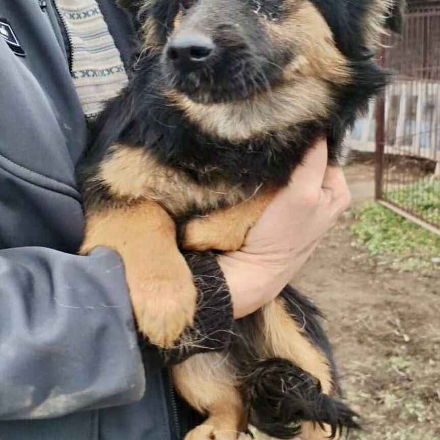 Взрослая собака в добрые руки