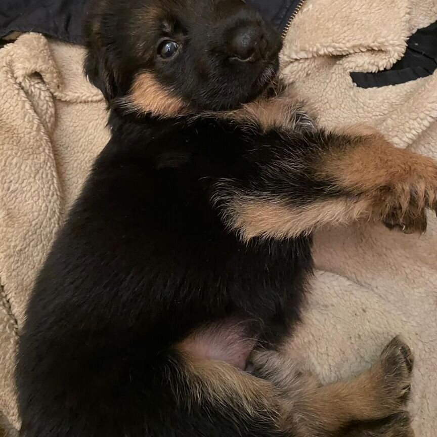 Щенки немецкой овчарки